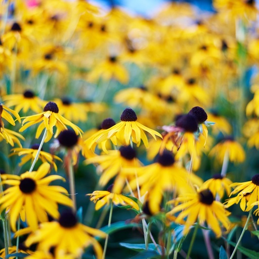 Biologische vaste planten I Natural Bulbs